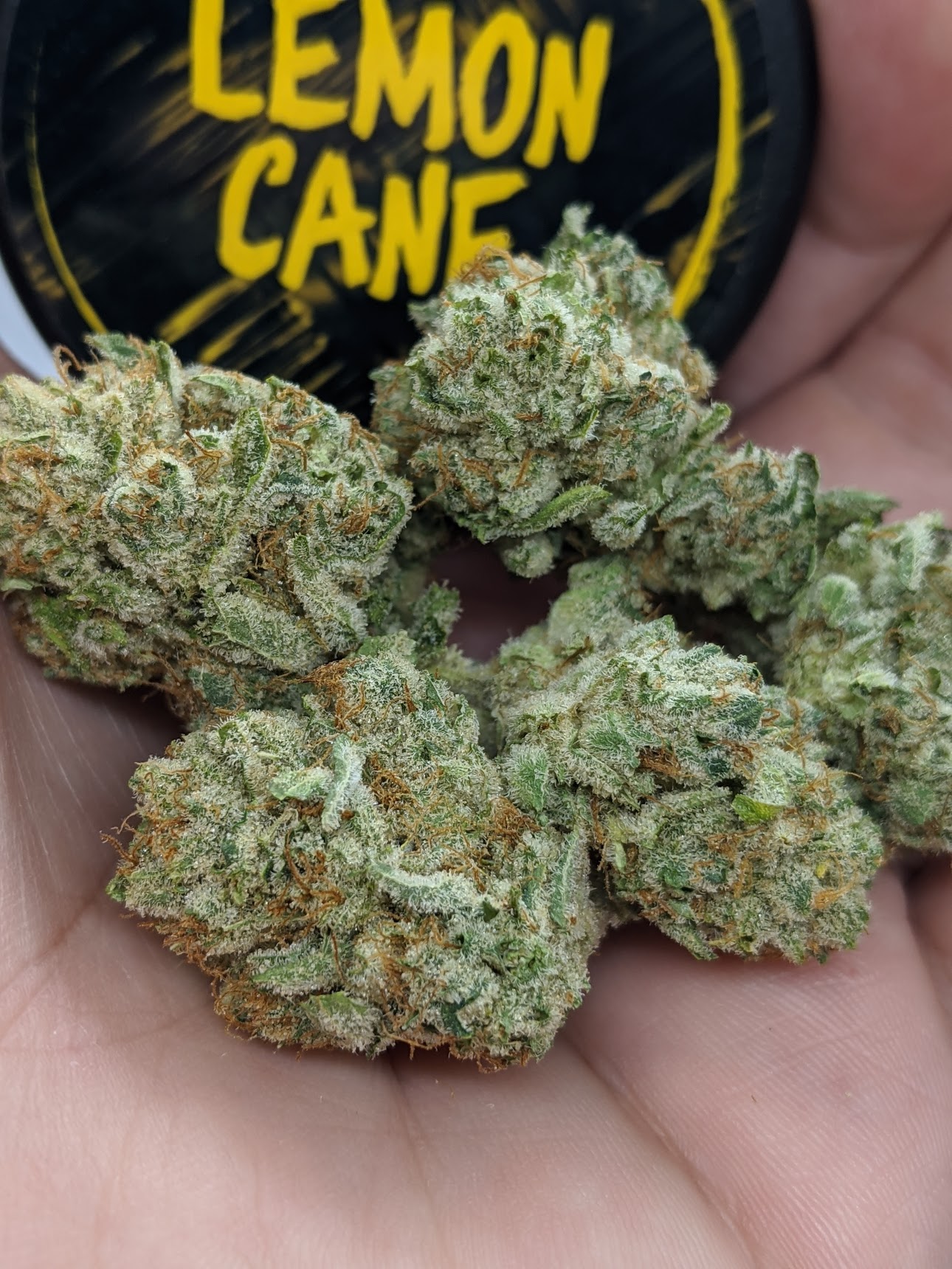 Lemon Cane from Archive California and Alien Labs | West Coast Weed Reviews