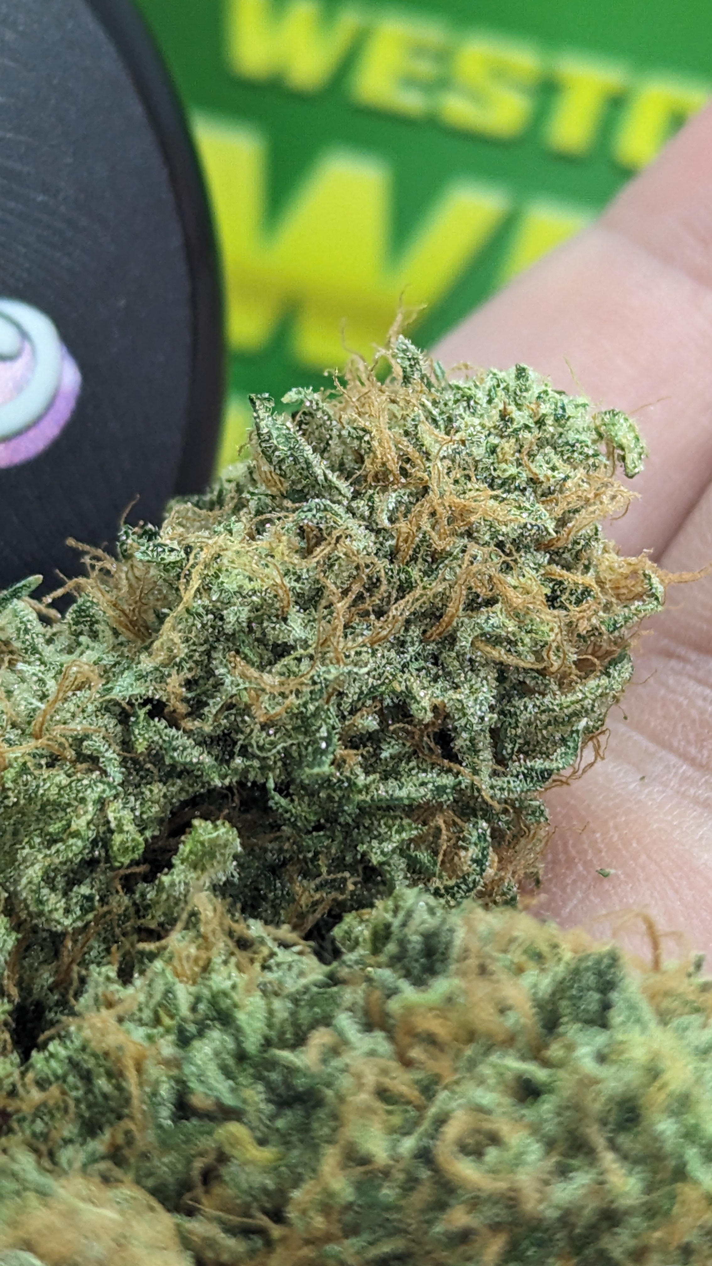 Zkittlez grown by Candito in collaboration with Gulf Coast | West Coast Weed Reviews