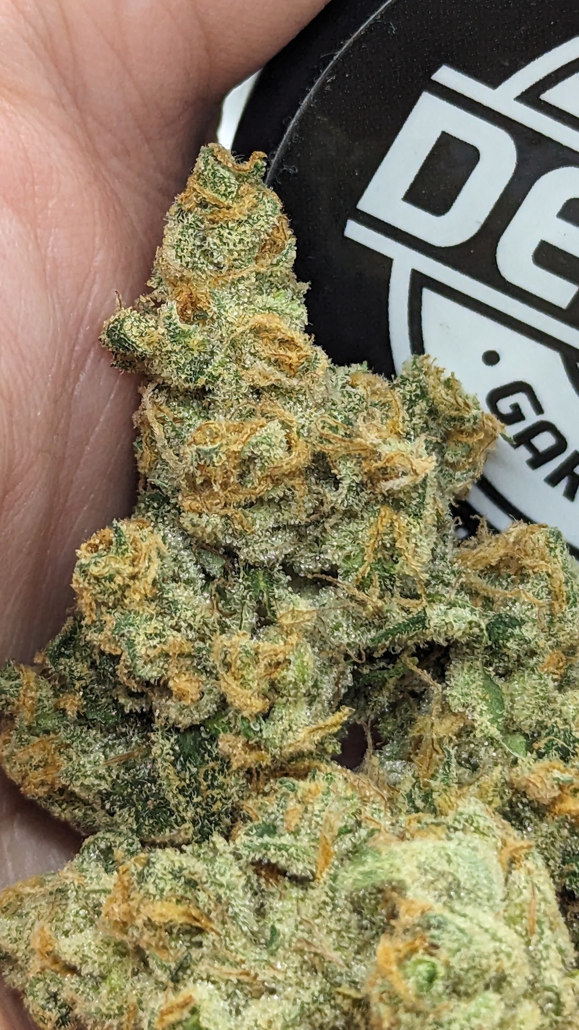 Miyazaki Mango from Decibel Gardens | West Coast Weed Reviews